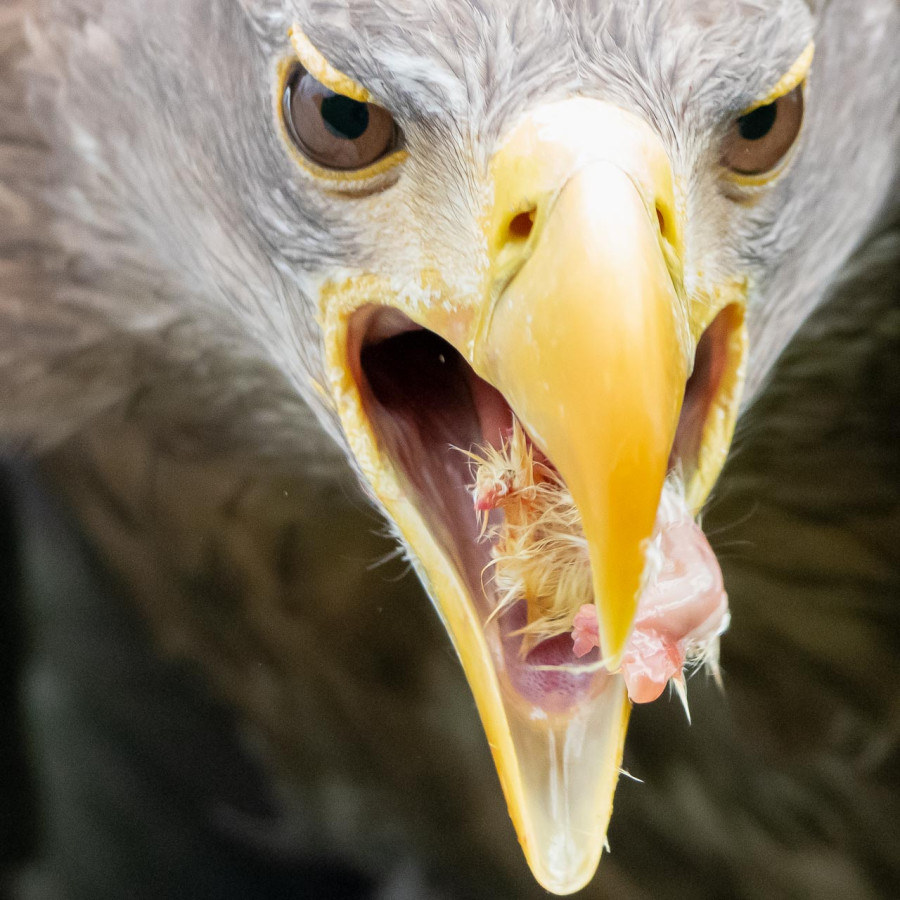 Fotoworkshop Greifvögel im Flug – ARR Reisen | Natur.Kultur.Foto