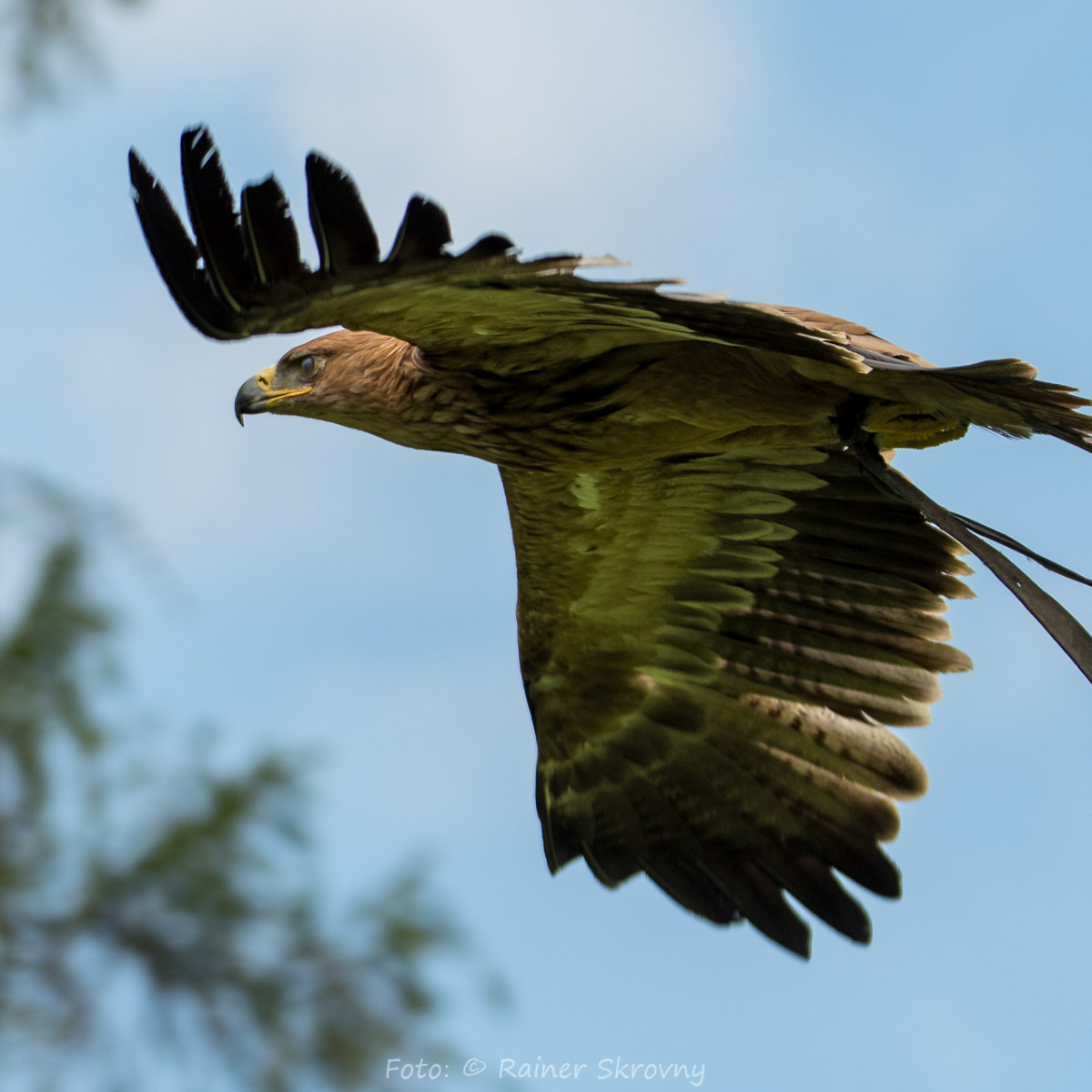 Fotoworkshop Greifvögel im Flug – ARR Reisen | Natur.Kultur.Foto