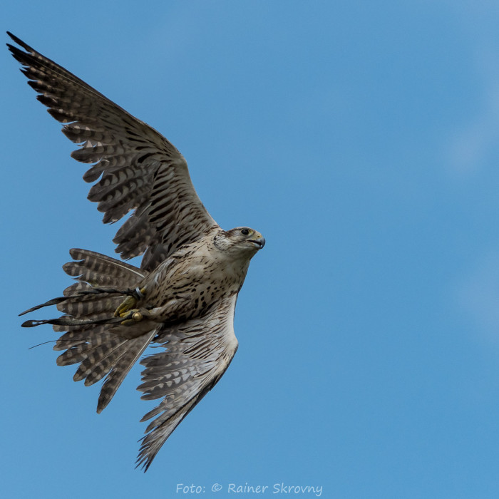 Fotoworkshop Greifvögel im Flug – ARR Reisen | Natur.Kultur.Foto
