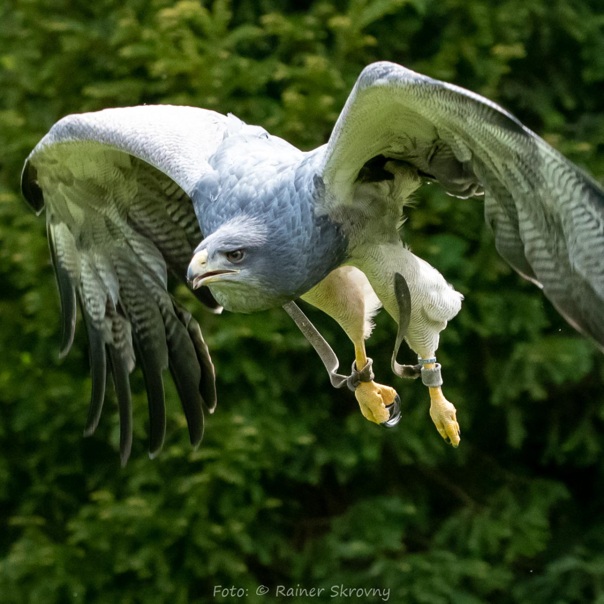 Fotoworkshop Greifvögel im Flug – ARR Reisen | Natur.Kultur.Foto