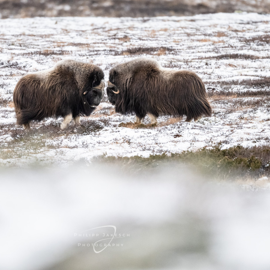 Fotoreise Norwegens wilde Tierwelt – Moschusochsen im Dovrefjell – ARR ...
